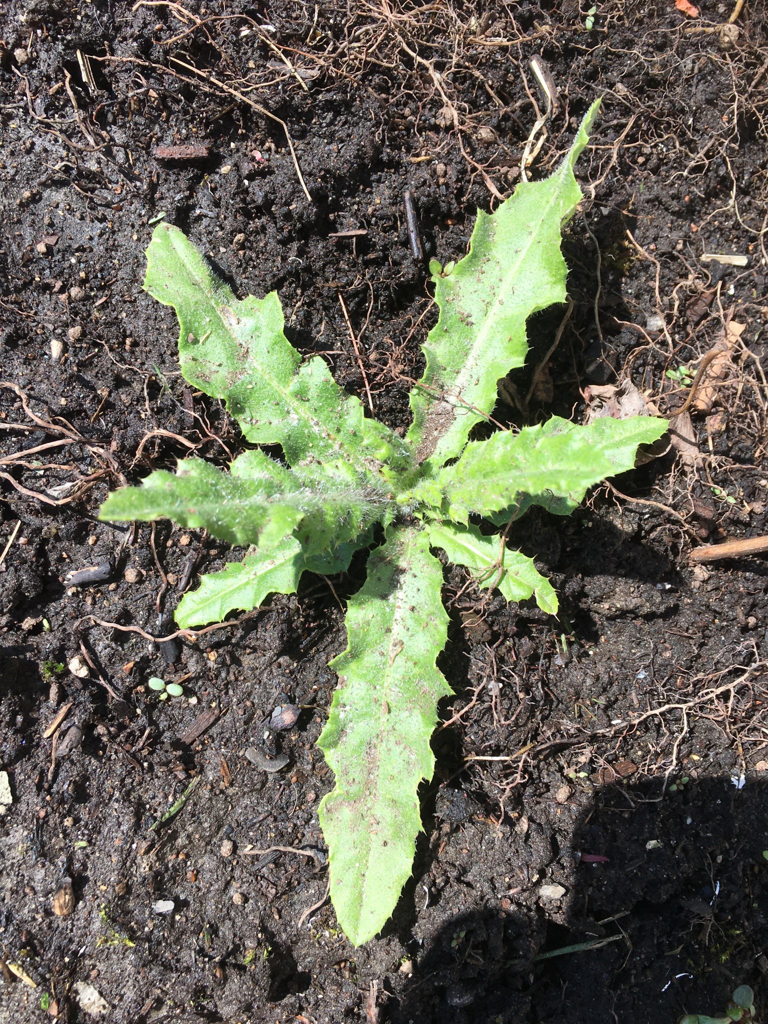 20 Common Spring Weeds in Ontario – Horticulture For Home Gardeners