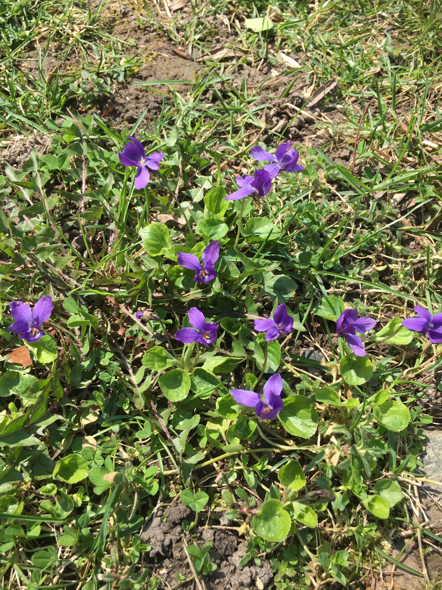 20 Common Spring Weeds in Ontario – Horticulture For Home Gardeners