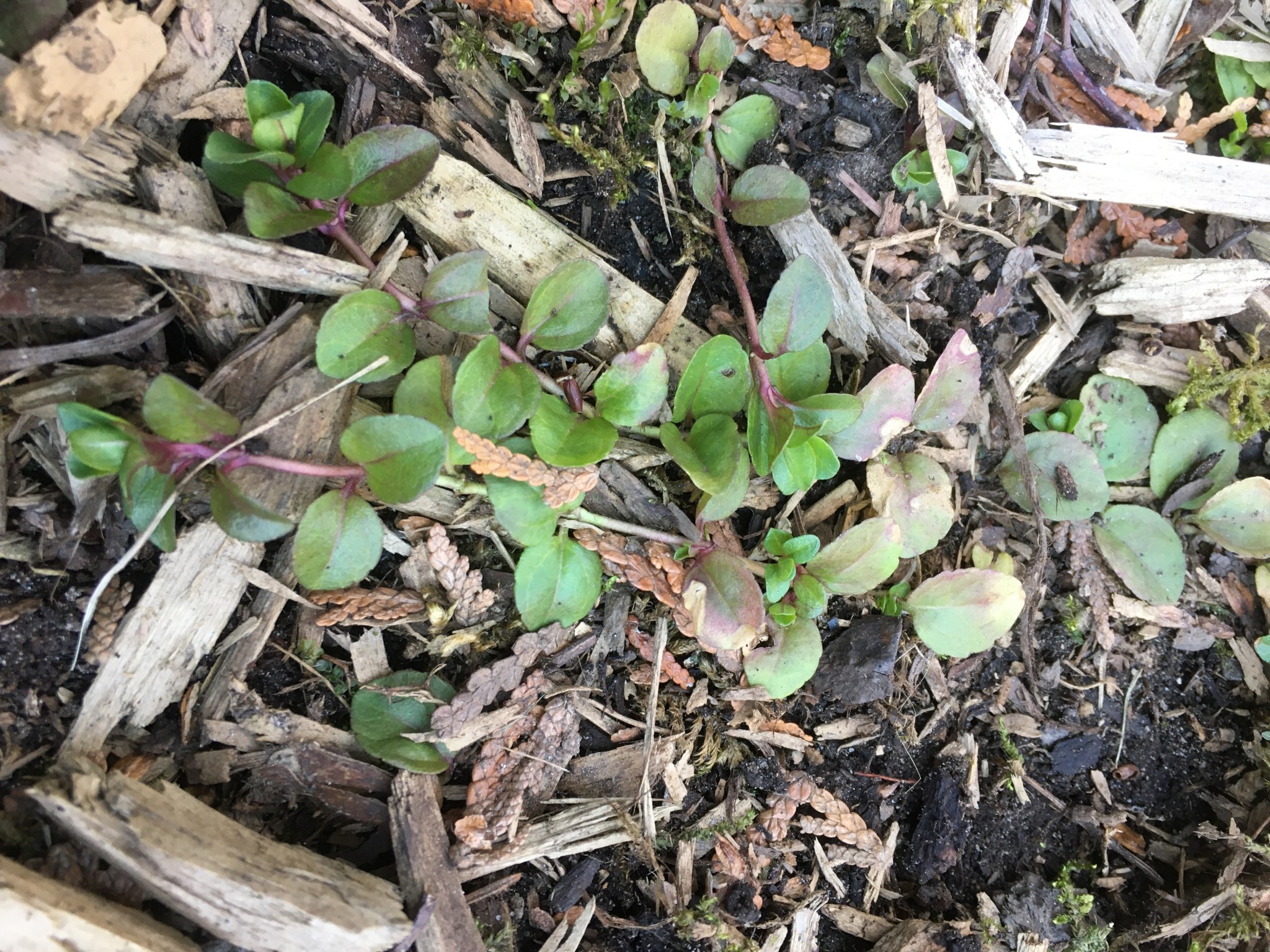 20 Common Spring Weeds in Ontario – Horticulture For Home Gardeners