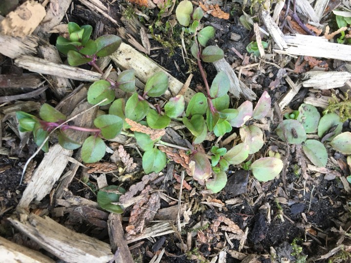 20 Common Spring Weeds in Ontario – Horticulture For Home Gardeners