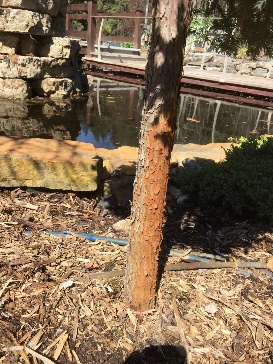 Red Bark Phenomenon – Horticulture For Home Gardeners