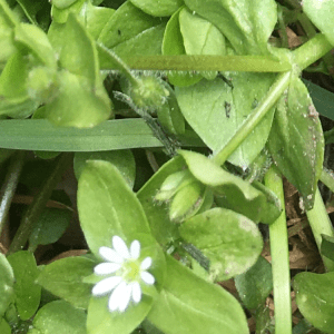 20 Common Spring Weeds in Ontario – Horticulture For Home Gardeners