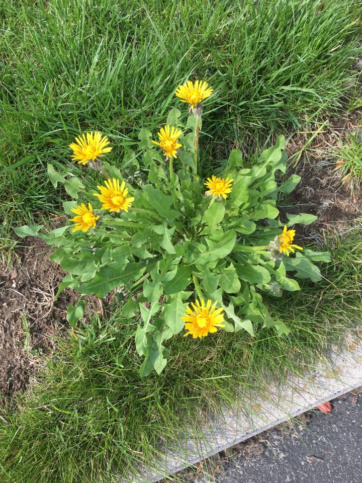 20 Common Spring Weeds in Ontario – Horticulture For Home Gardeners