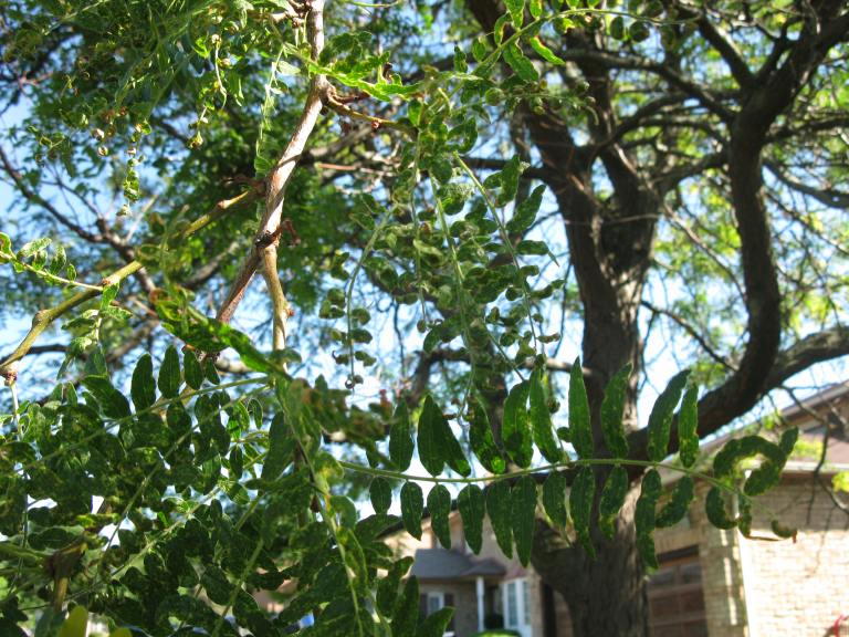 Honey Locust Plant Bug Damage And Control – Horticulture For Home Gardeners