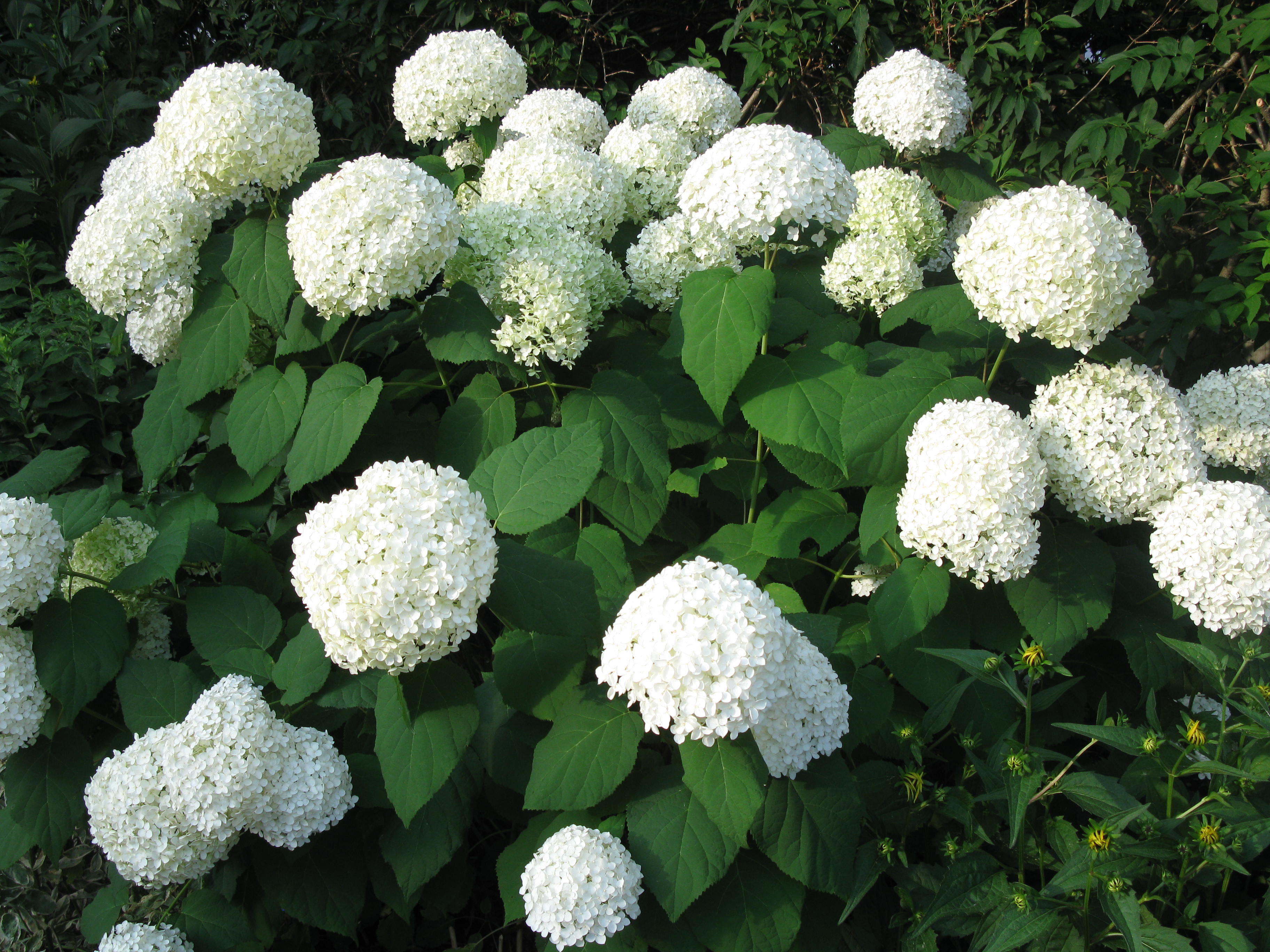 Hydrangea Problems…Leaf-tiers – Horticulture For Home Gardeners
