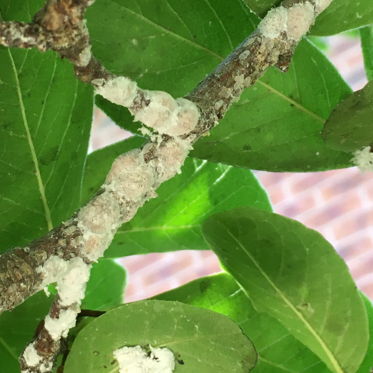 Insect Pests To Be On The Lookout For In The Garden – Horticulture For ...