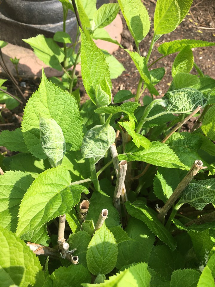 Hydrangea Problems…Leaf-tiers – Horticulture For Home Gardeners
