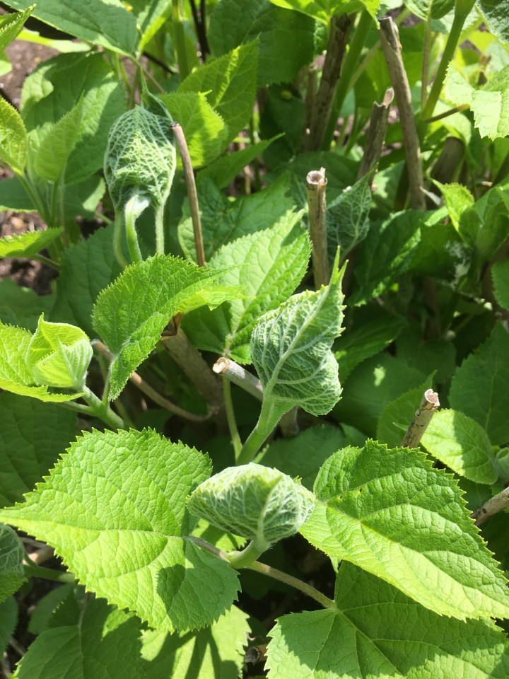 Hydrangea Problems…Leaf-tiers – Horticulture For Home Gardeners