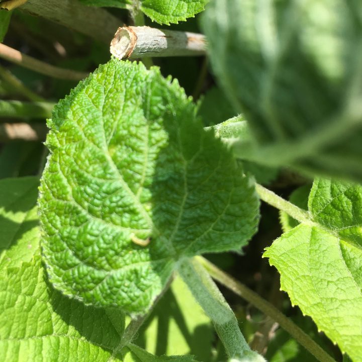 Hydrangea Problems…Leaf-tiers – Horticulture For Home Gardeners
