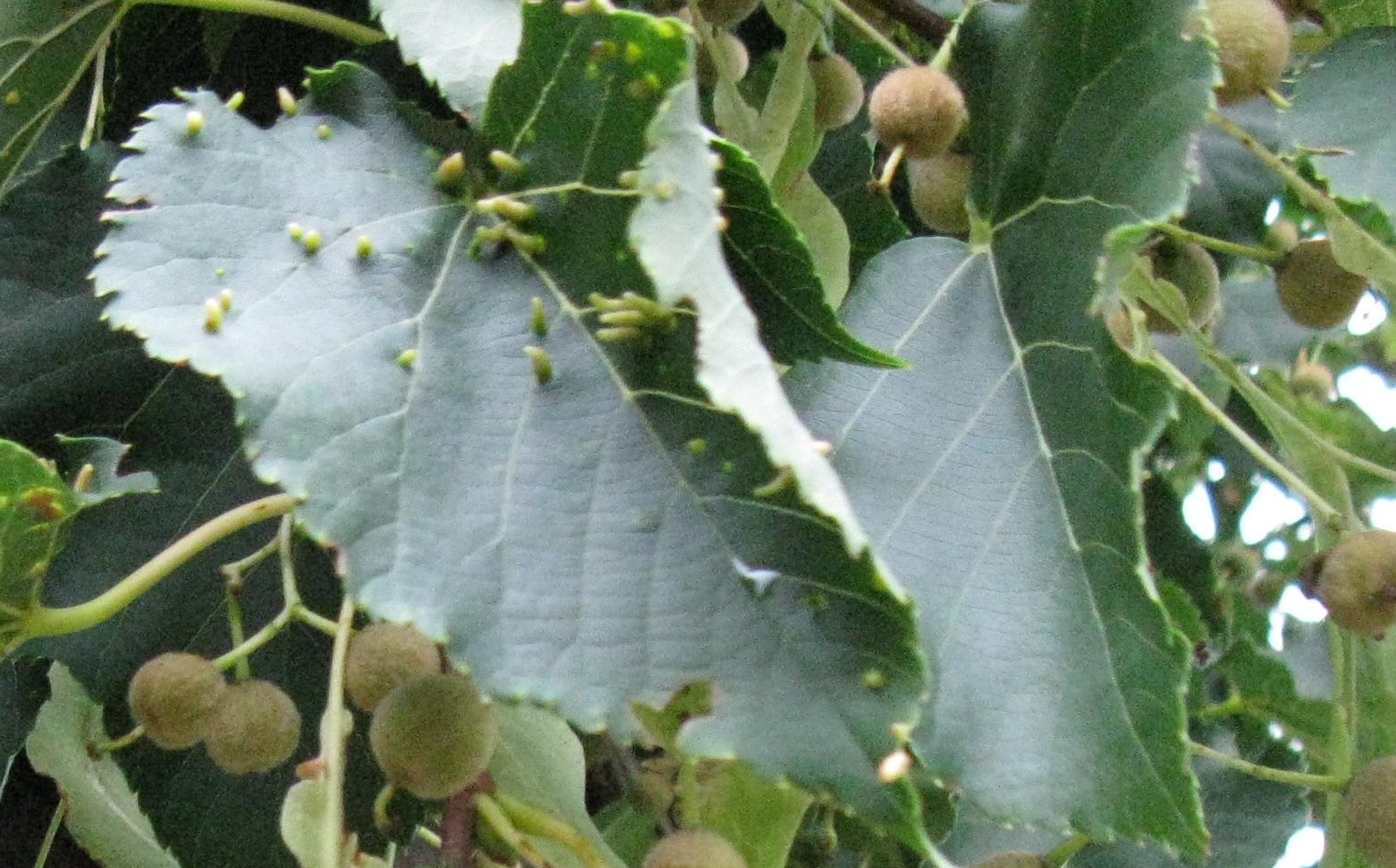 Spindle Galls; Unusual Growths On Linden Leaves Caused by Eriophyid ...