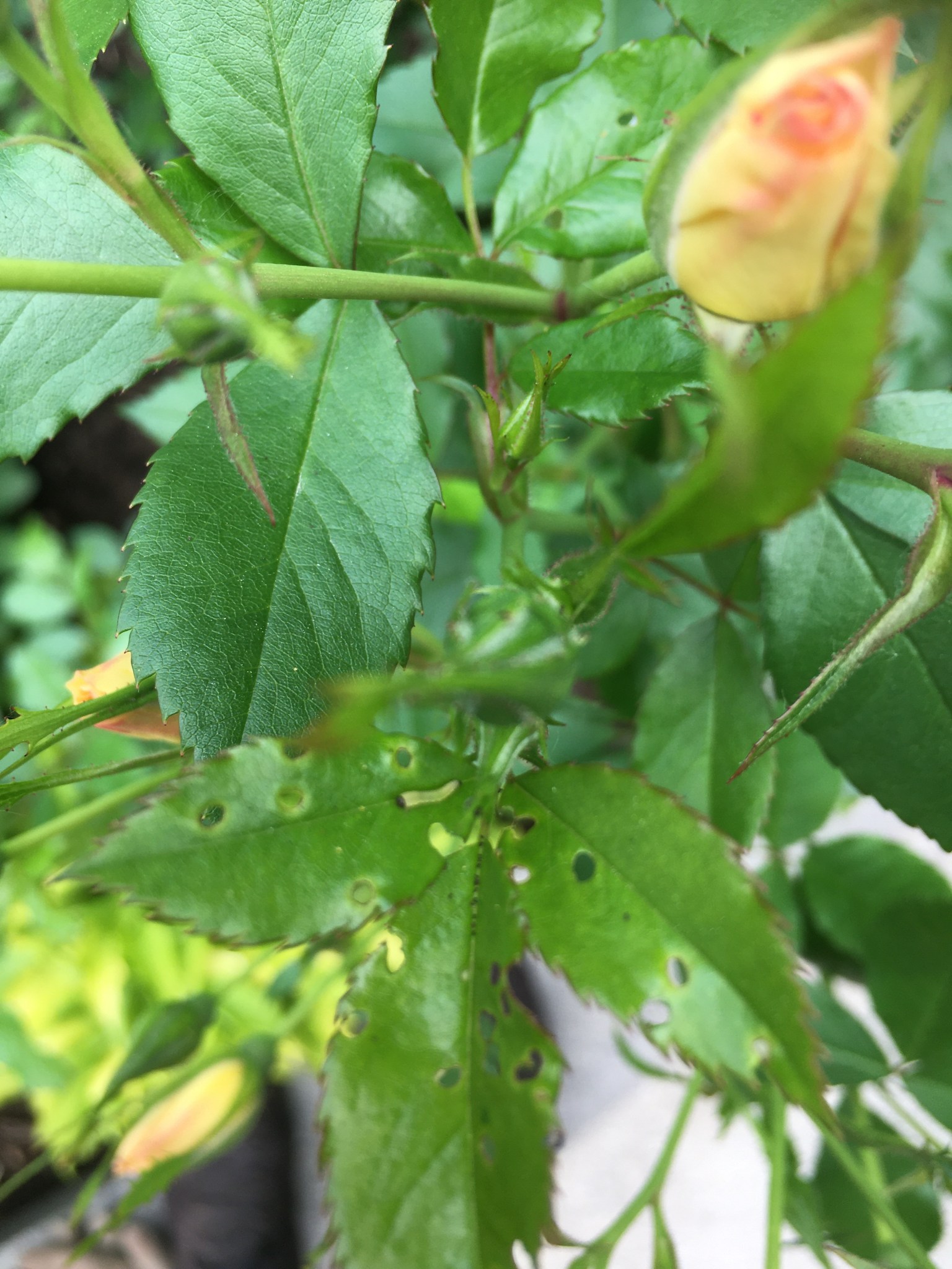 Rose Sawflies – Horticulture For Home Gardeners