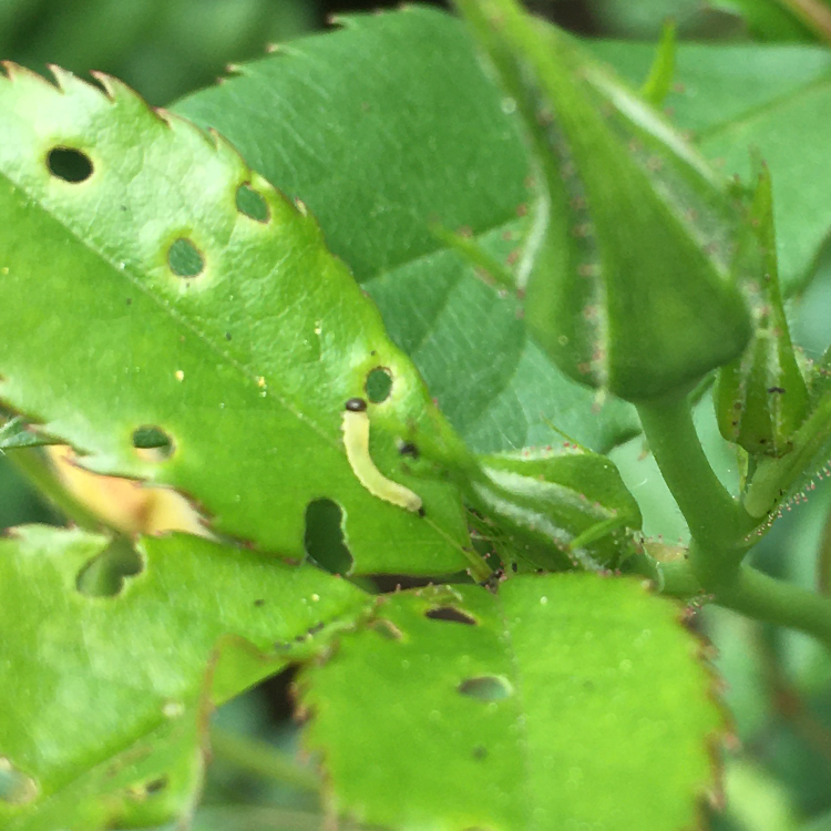 Rose Sawflies – Horticulture For Home Gardeners
