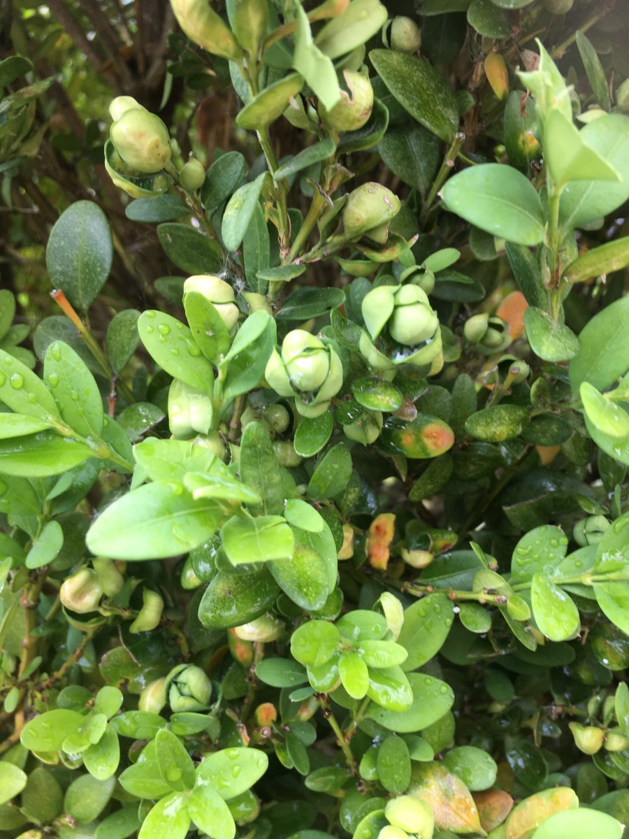 Insect Pest of Boxwood…Boxwood Psyllid – Horticulture For Home Gardeners