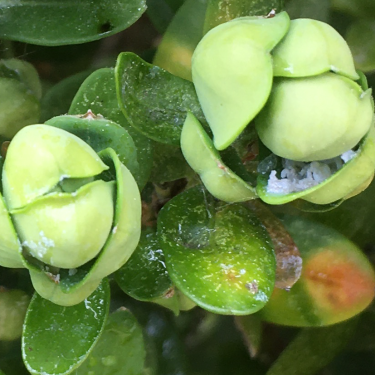 Insect Pest of Boxwood…Boxwood Psyllid – Horticulture For Home Gardeners