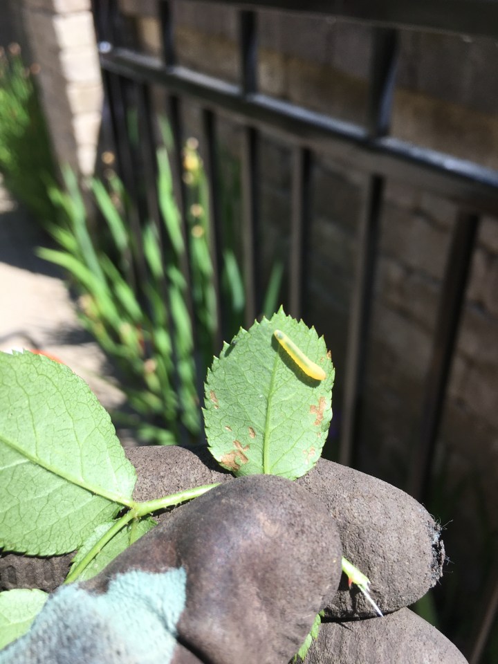 Rose Sawflies – Horticulture For Home Gardeners