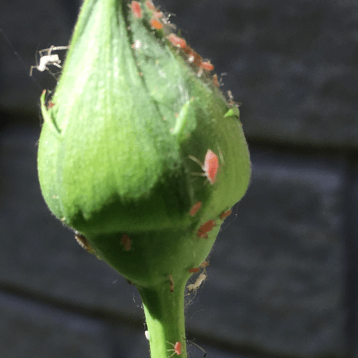 The Many Faces of an Aphid – Horticulture For Home Gardeners