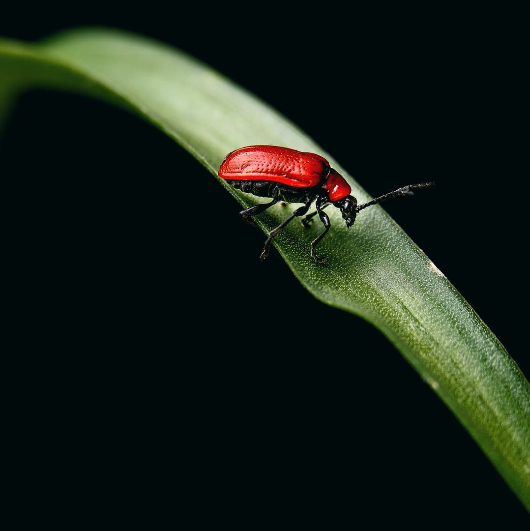 Insect Pests To Be On The Lookout For In The Garden – Horticulture For ...