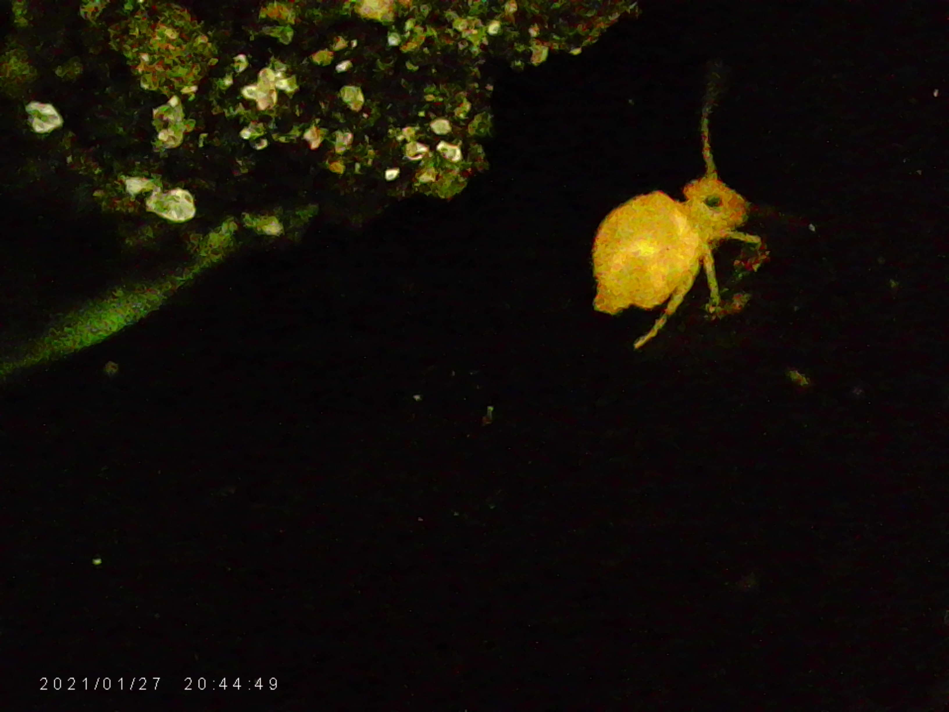 Springtails – Horticulture For Home Gardeners