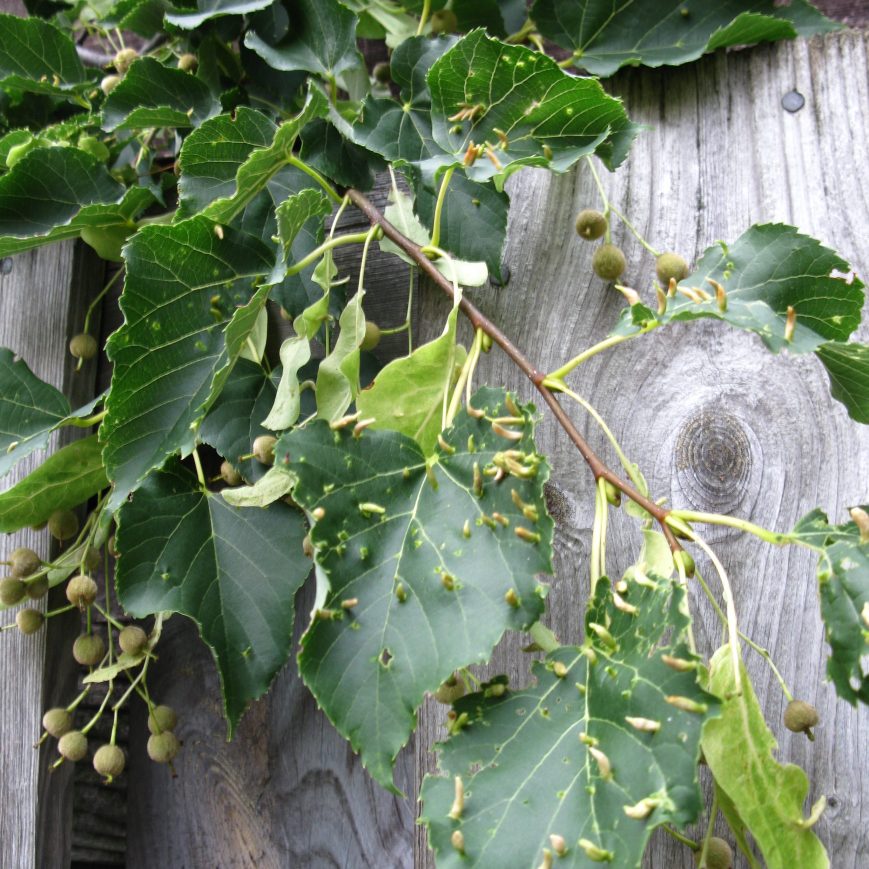 Welcome – Horticulture For Home Gardeners