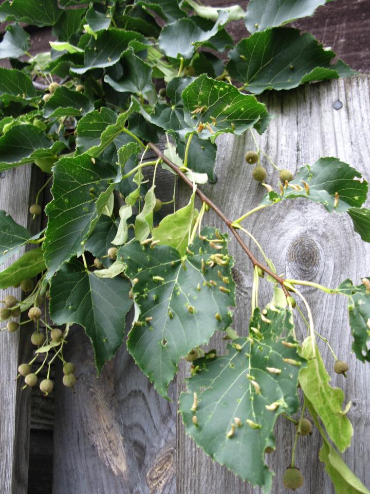 Spindle Galls; Unusual Growths On Linden Leaves Caused by Eriophyid ...