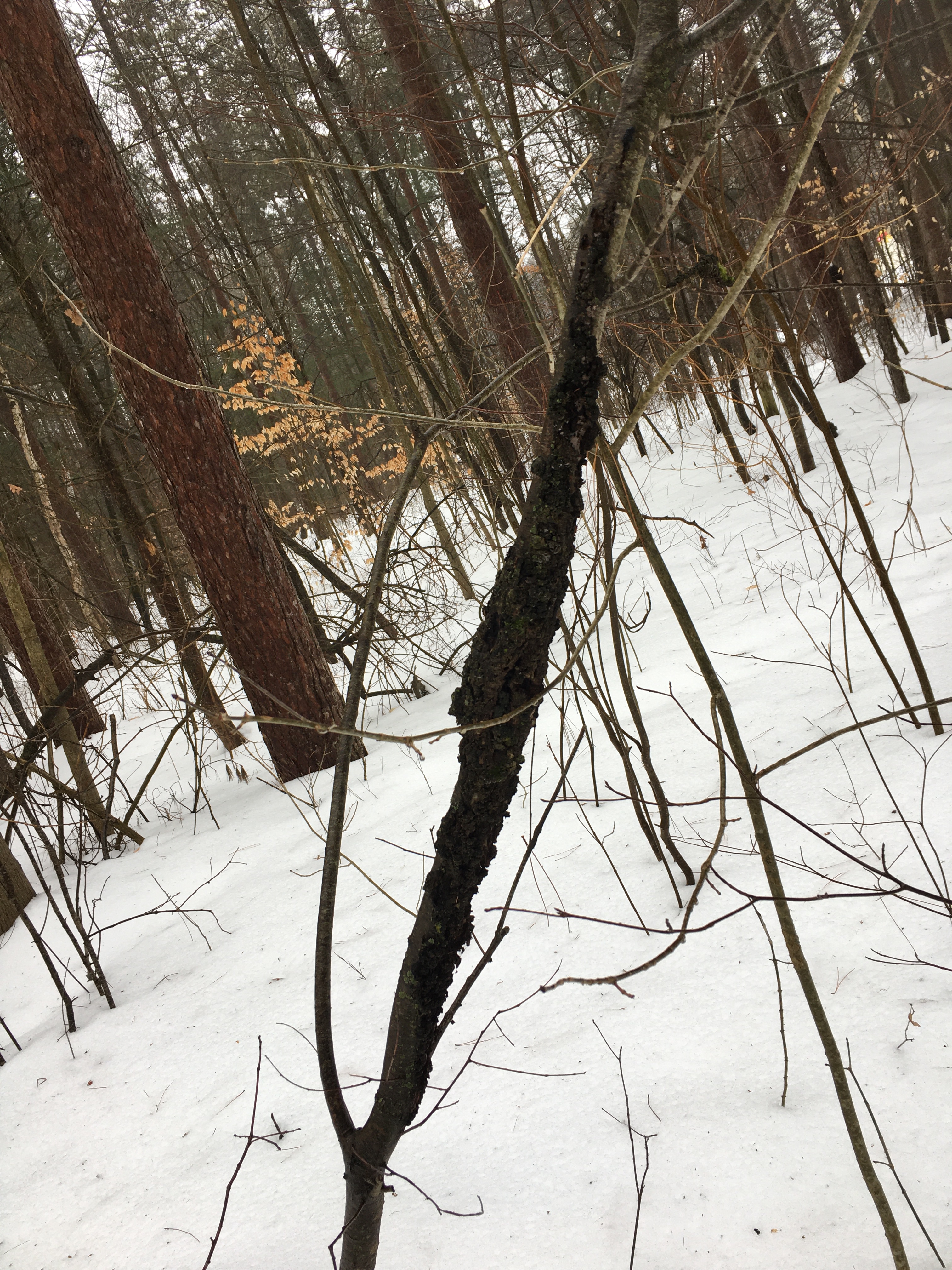 Black Knot Disease of Plum and Cherry Trees – Horticulture For Home ...