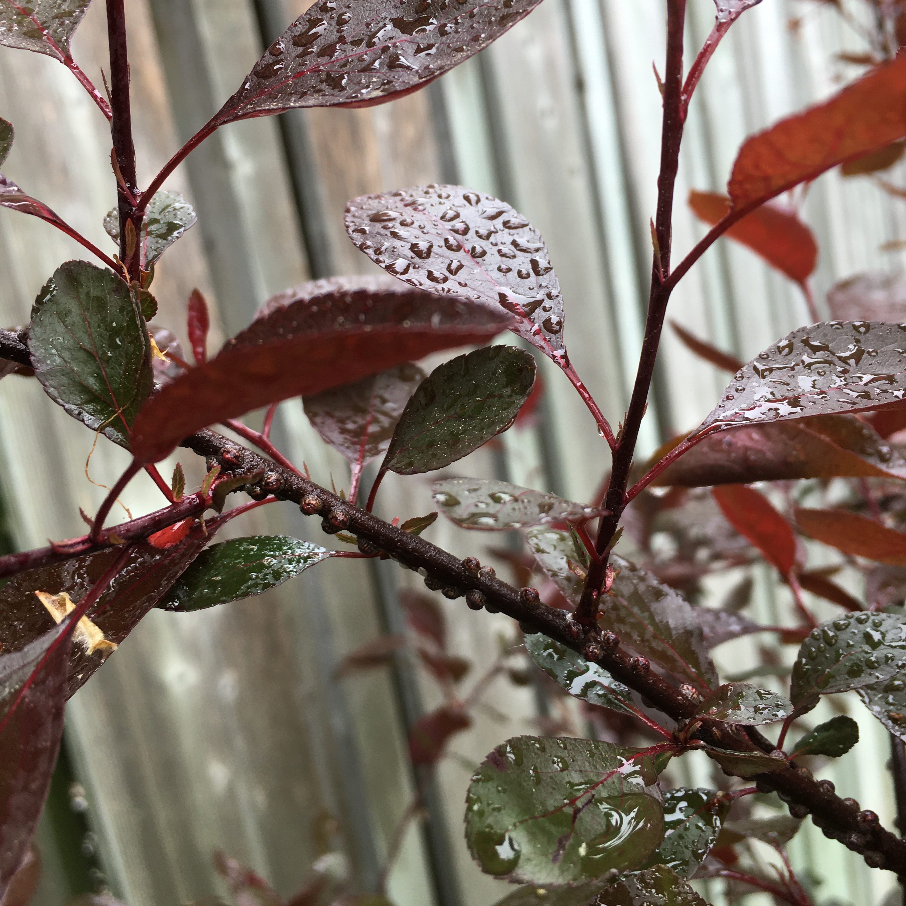 Insect Pests To Be On The Lookout For In The Garden – Horticulture For ...