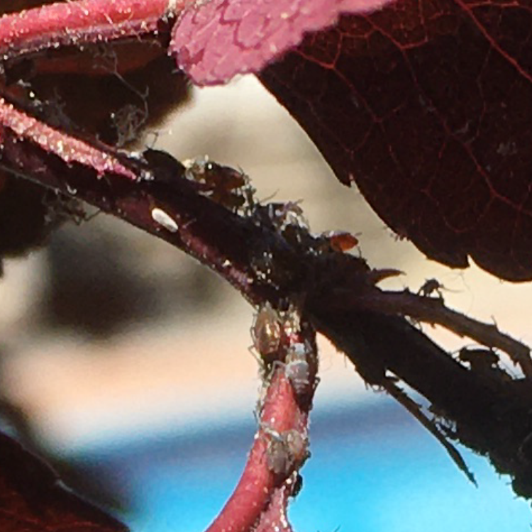 The Many Faces of an Aphid – Horticulture For Home Gardeners