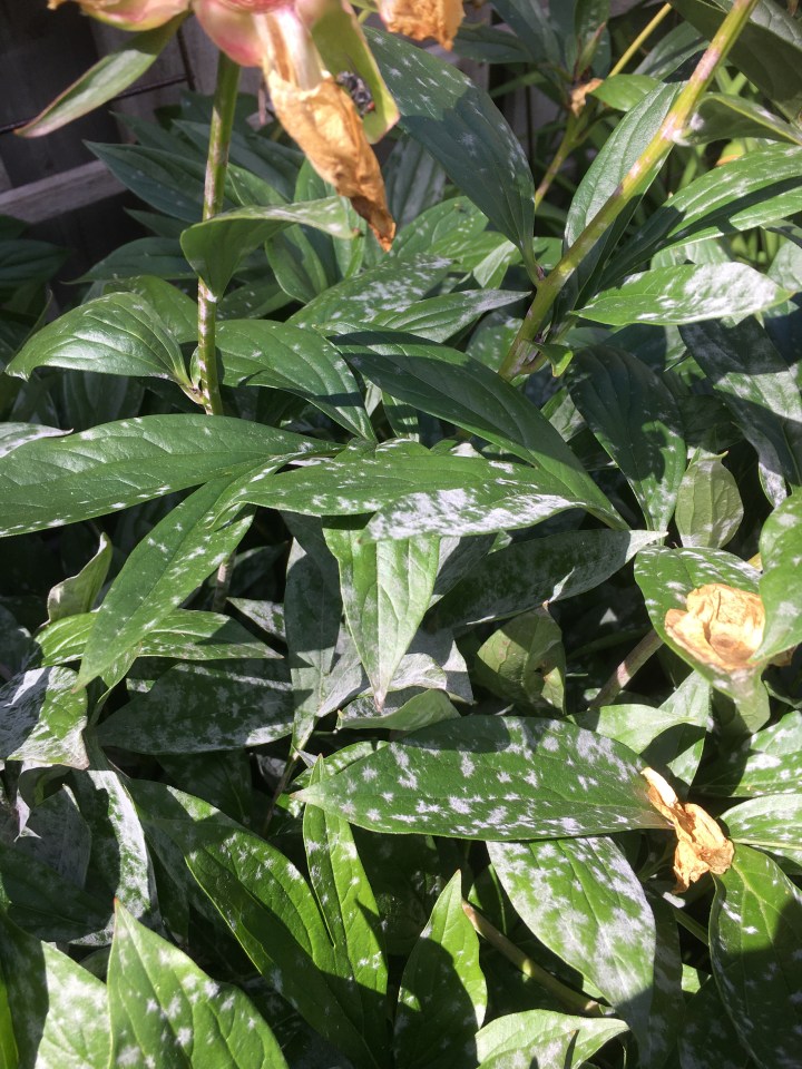 Peony Pests and Diseases – Horticulture For Home Gardeners