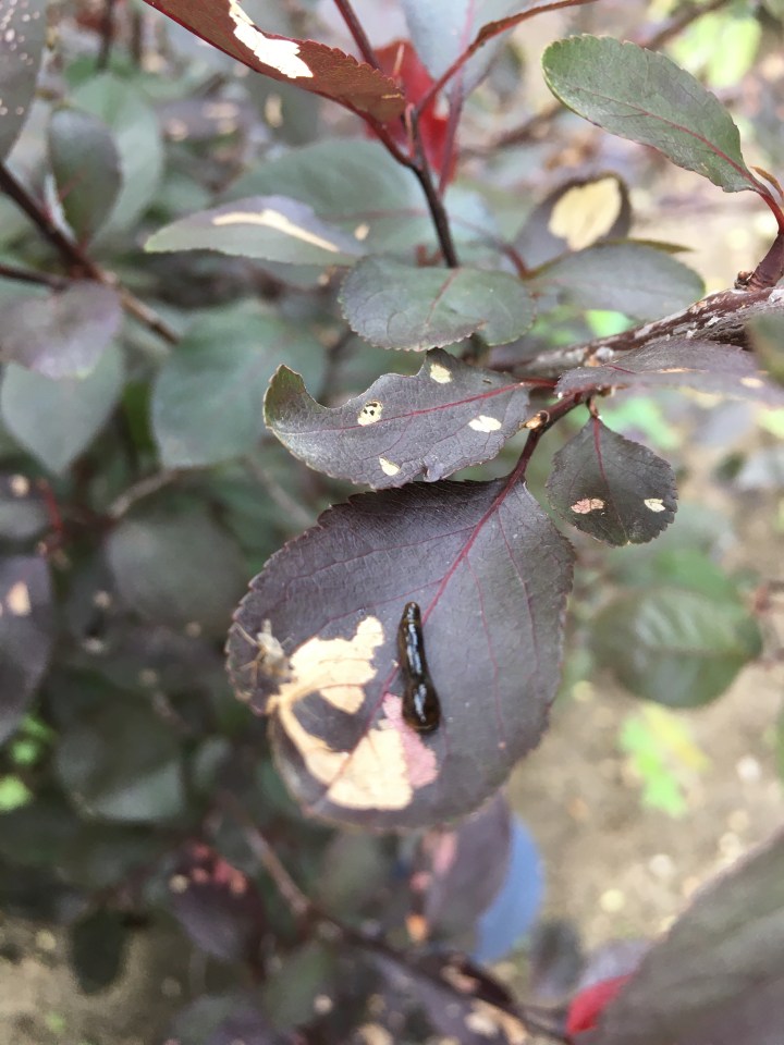 Pear Slugs (Caliroa cerasi) on Purple Leaved Sand Cherry – Horticulture ...