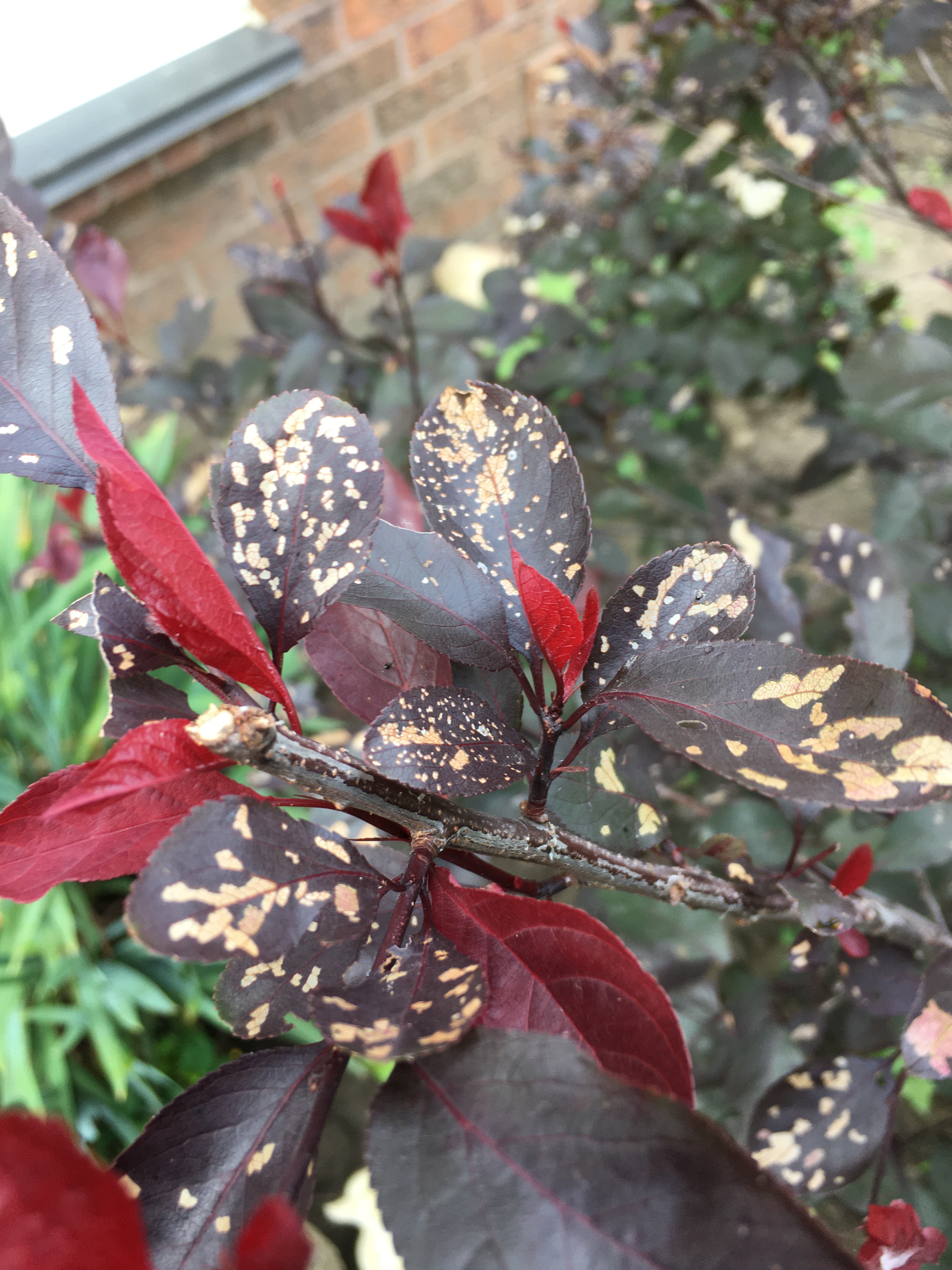 Pear Slugs (Caliroa cerasi) on Purple Leaved Sand Cherry – Horticulture ...