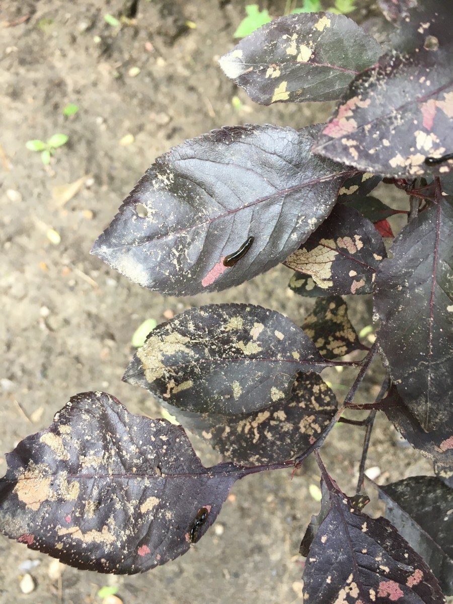 Pear Slugs (Caliroa cerasi) on Purple Leaved Sand Cherry – Horticulture ...