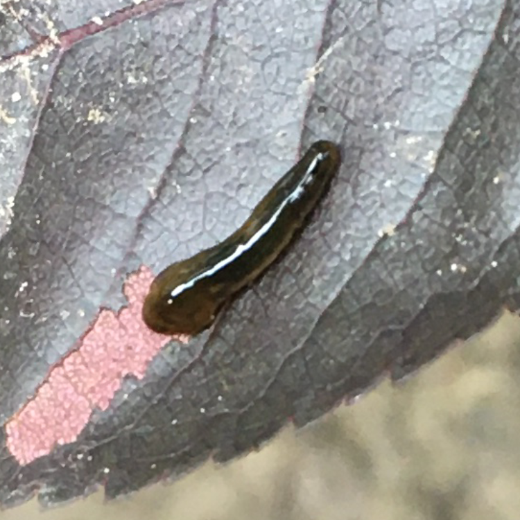 Pear Slugs (Caliroa cerasi) on Purple Leaved Sand Cherry – Horticulture ...