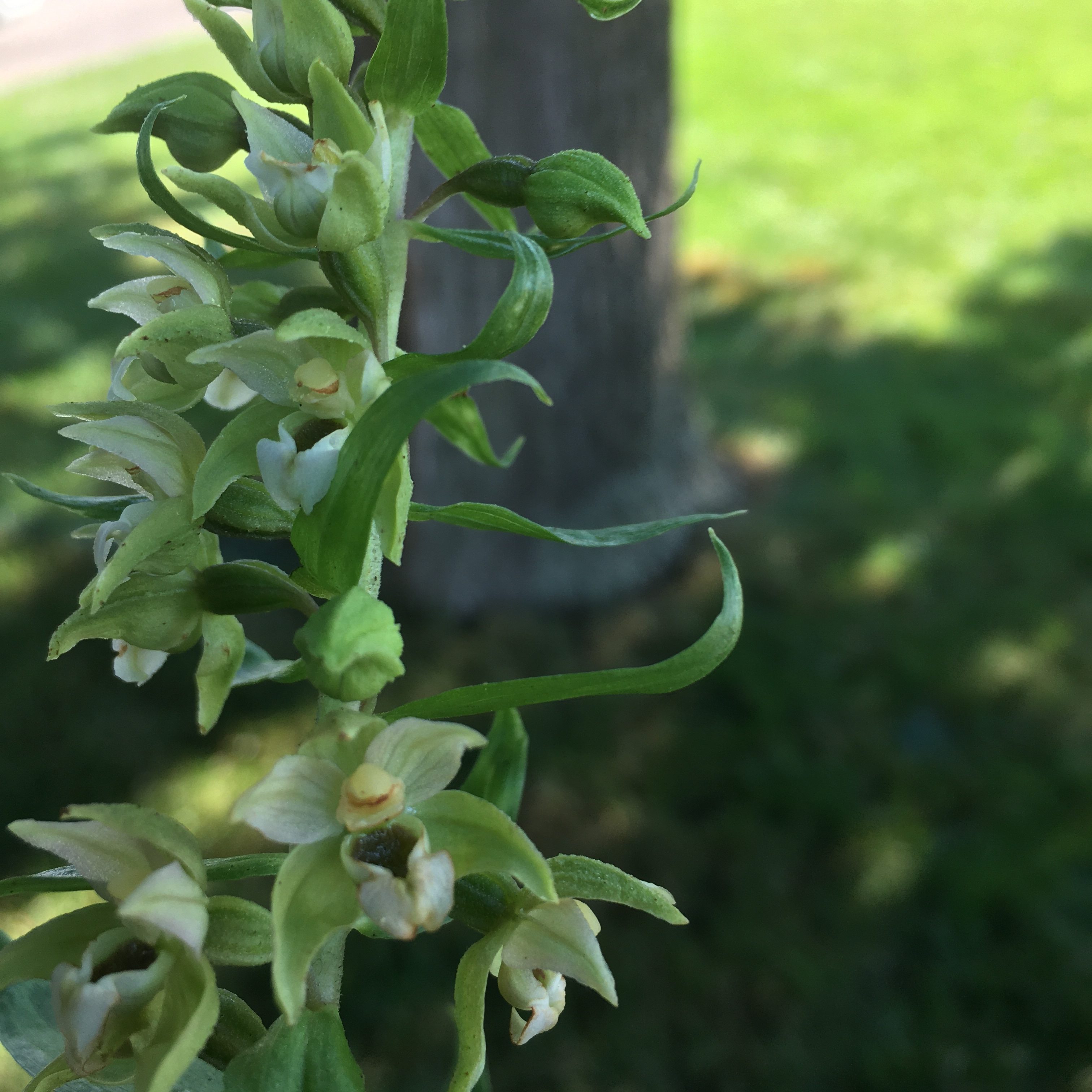 The Wild Orchid Helleborine – Horticulture For Home Gardeners