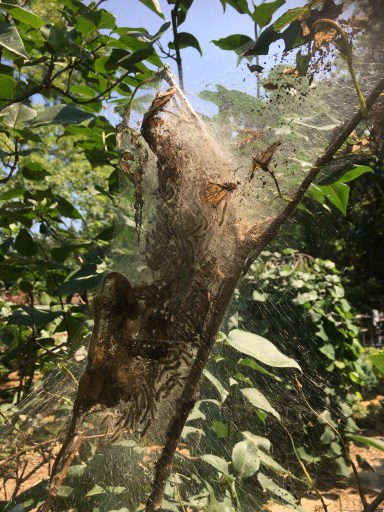 Fall Web Worms – Horticulture For Home Gardeners