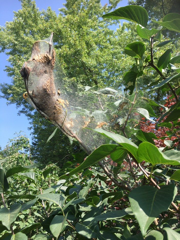 Fall Web Worms – Horticulture For Home Gardeners