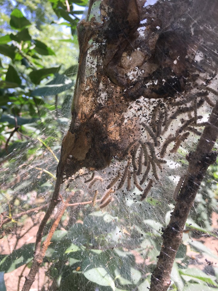 Fall Web Worms – Horticulture For Home Gardeners