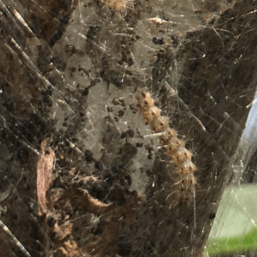 Fall Web Worms – Horticulture For Home Gardeners