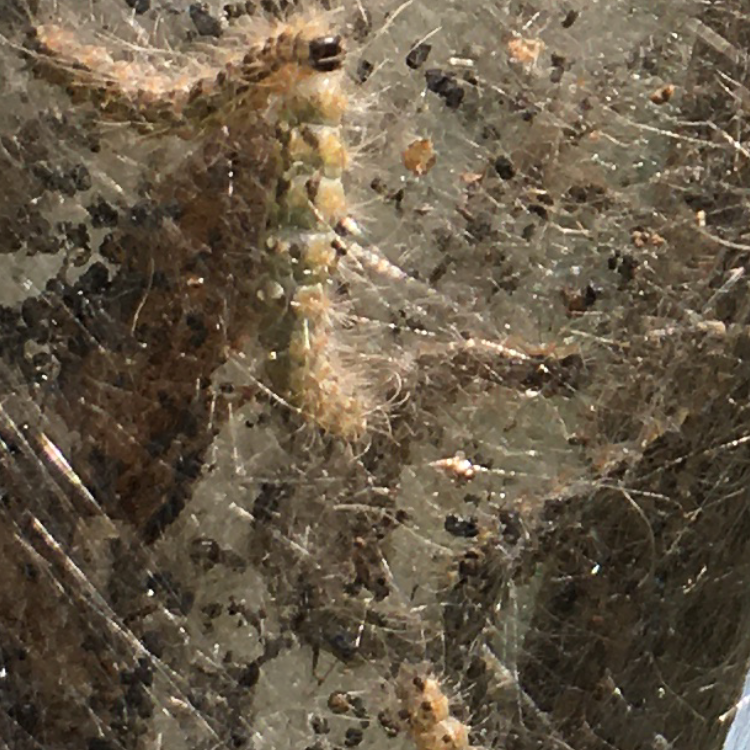 Fall Web Worms – Horticulture For Home Gardeners