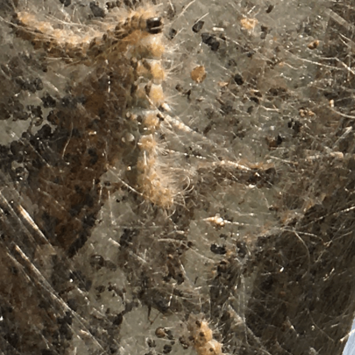 Fall Web Worms – Horticulture For Home Gardeners