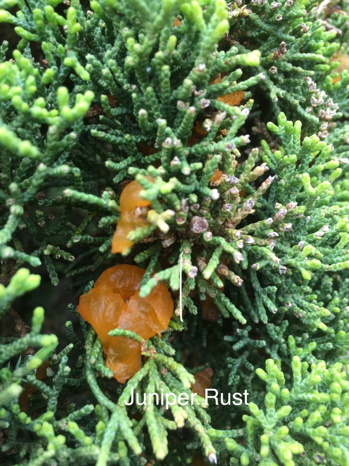 Juniper Rust (aka) Cedar Apple Rust – Horticulture For Home Gardeners