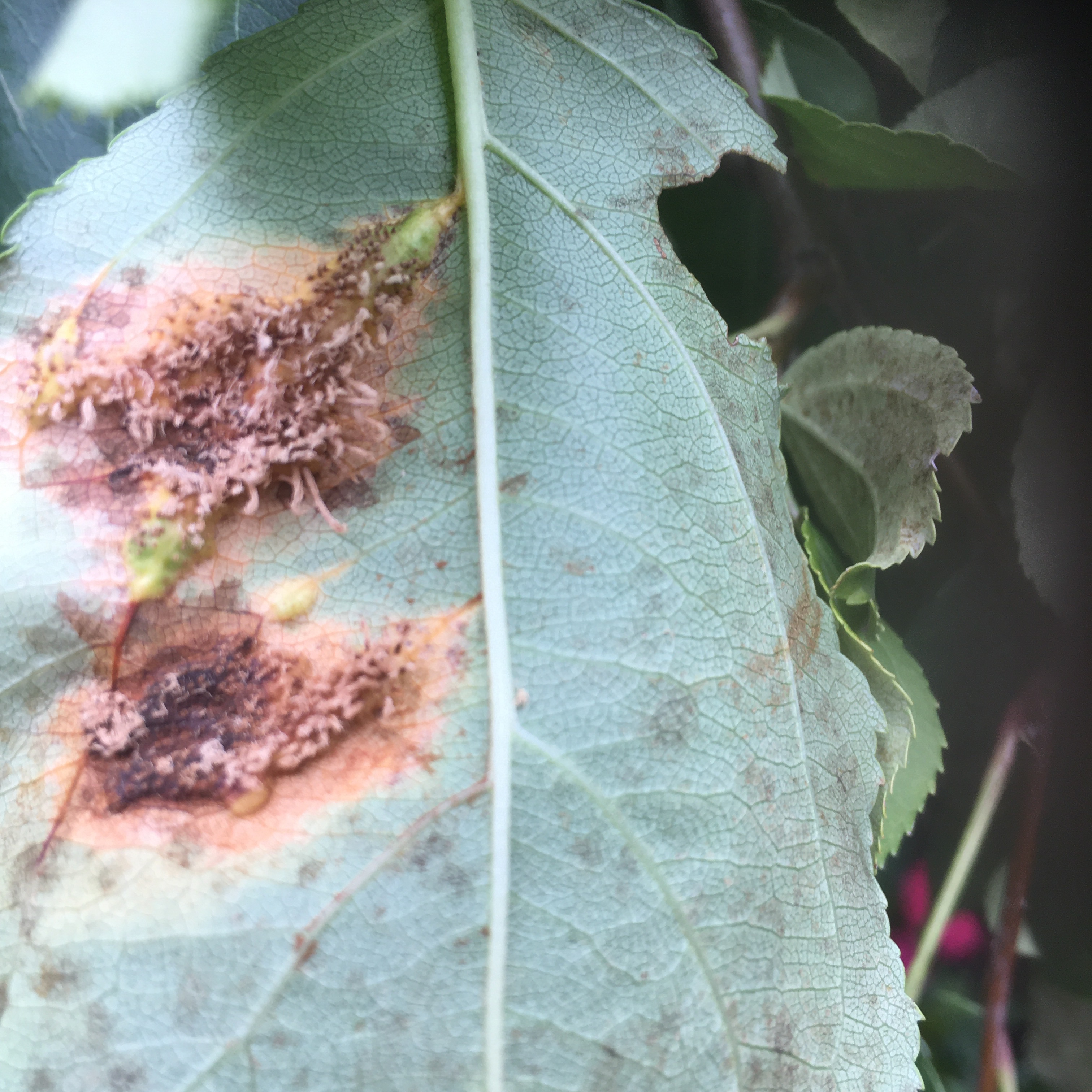 Juniper Rust (aka) Cedar Apple Rust – Horticulture For Home Gardeners