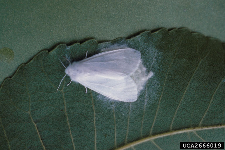 Fall Web Worms – Horticulture For Home Gardeners