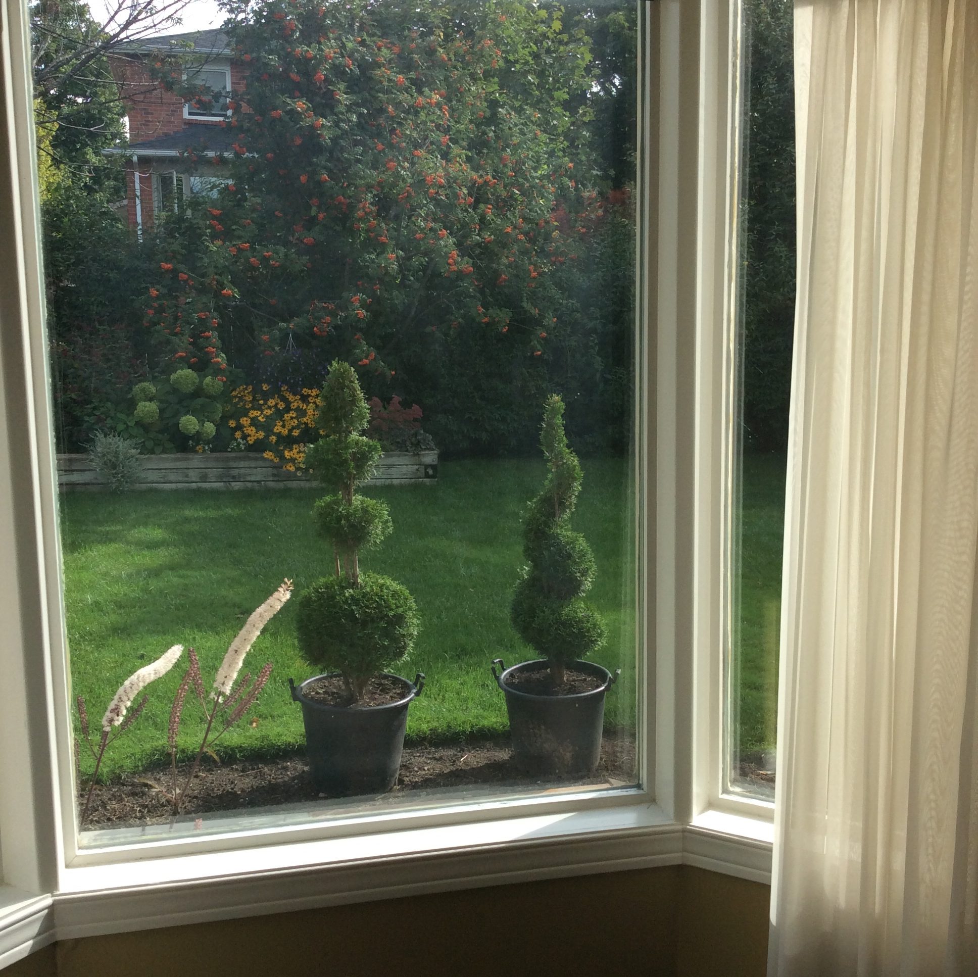 Topiary In Ornamental Home Gardens – Horticulture For Home Gardeners