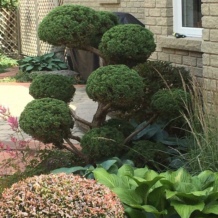 Topiary In Ornamental Home Gardens – Horticulture For Home Gardeners