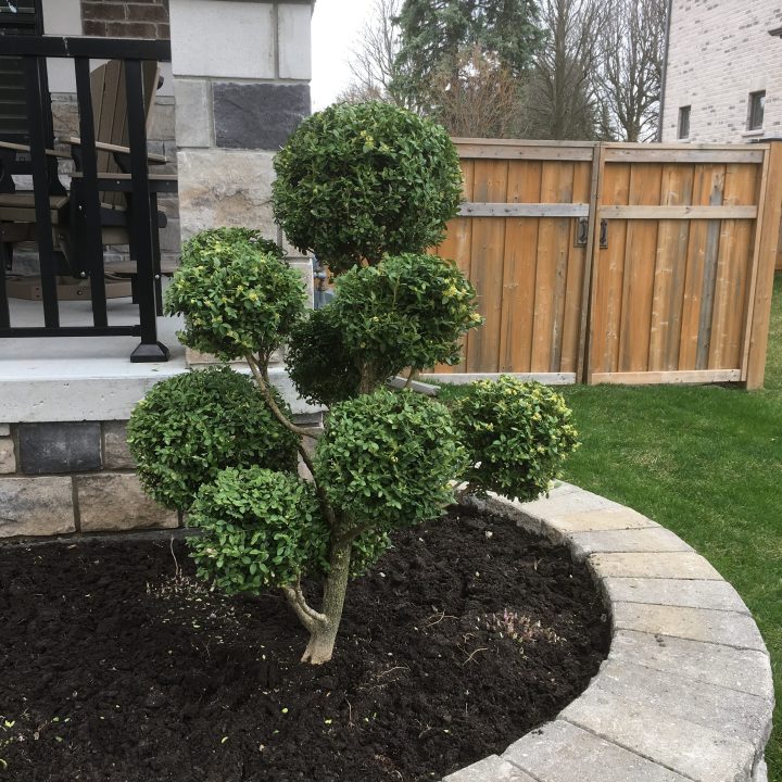 Topiary In Ornamental Home Gardens – Horticulture For Home Gardeners