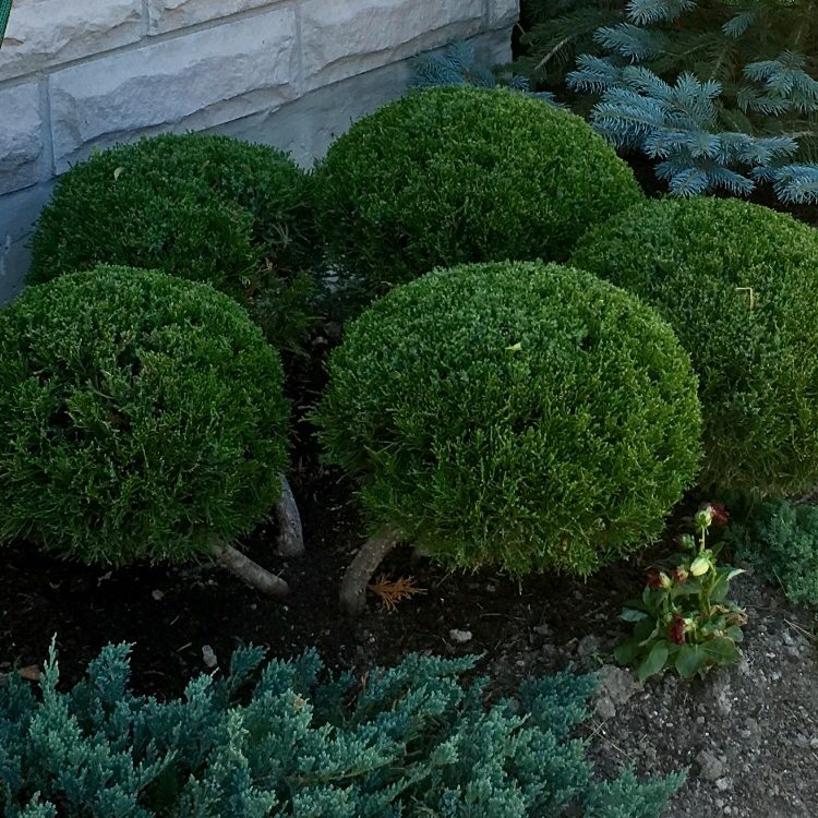 Topiary In Ornamental Home Gardens – Horticulture For Home Gardeners