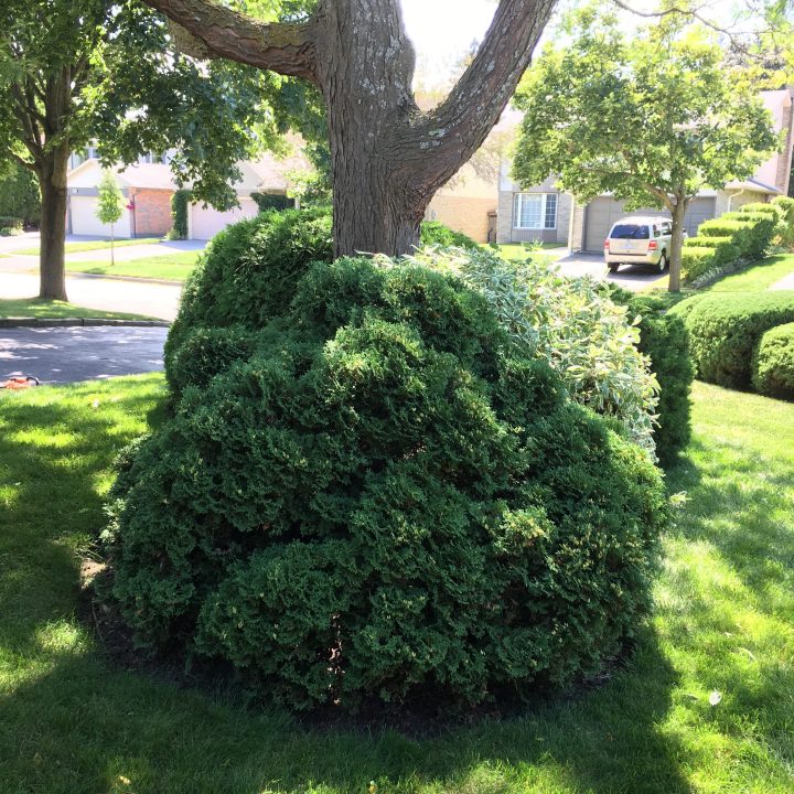 Topiary In Ornamental Home Gardens – Horticulture For Home Gardeners