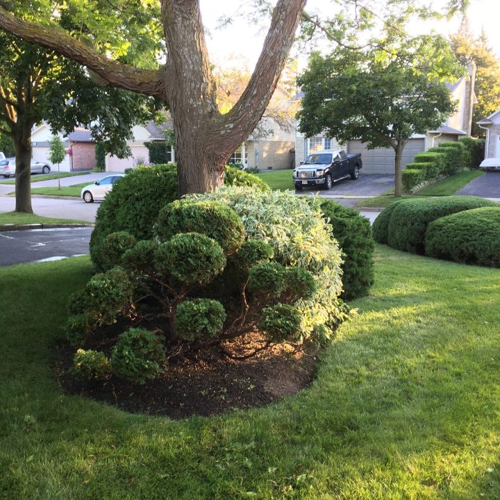 Topiary In Ornamental Home Gardens – Horticulture For Home Gardeners