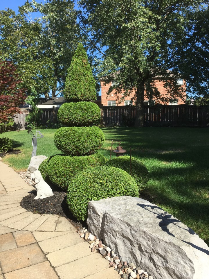 Topiary In Ornamental Home Gardens – Horticulture For Home Gardeners