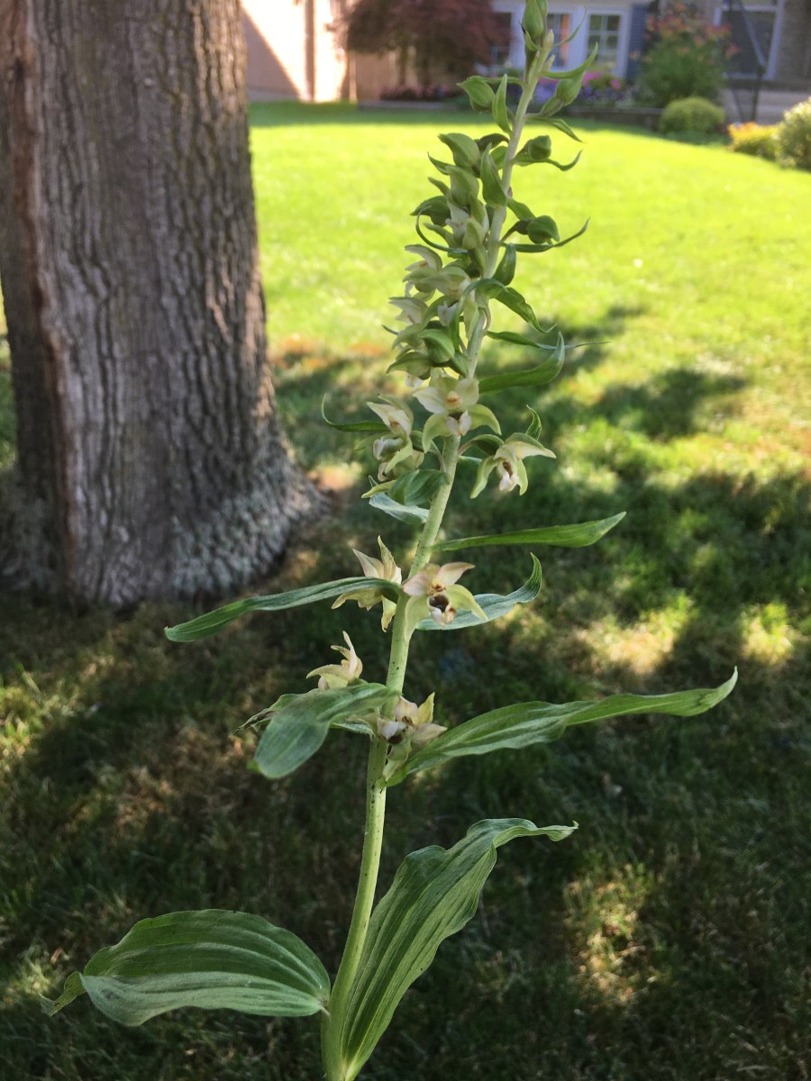 The Wild Orchid Helleborine – Horticulture For Home Gardeners